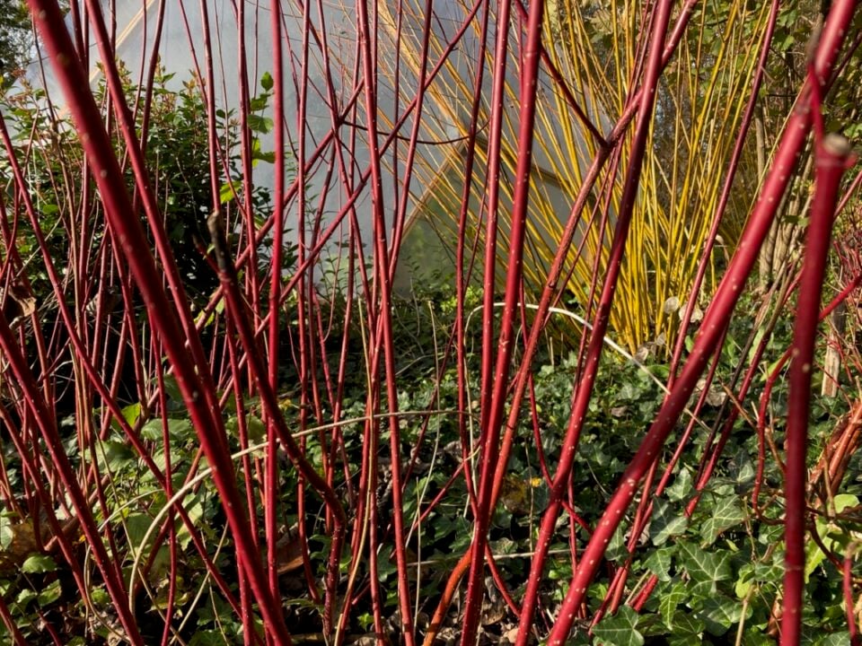 45 Plants To Propagate From Root Cuttings In Winter - Super Easy Method