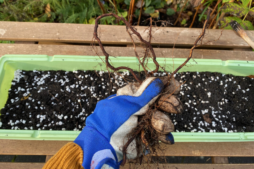 45 Plants To Propagate From Root Cuttings In Winter - Super Easy Method