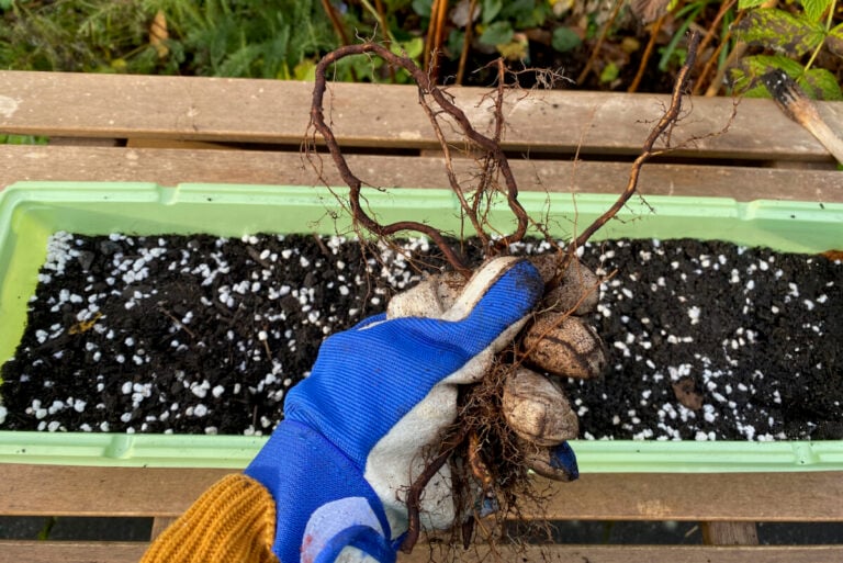 45 Plants To Propagate From Root Cuttings In Winter - Super Easy Method