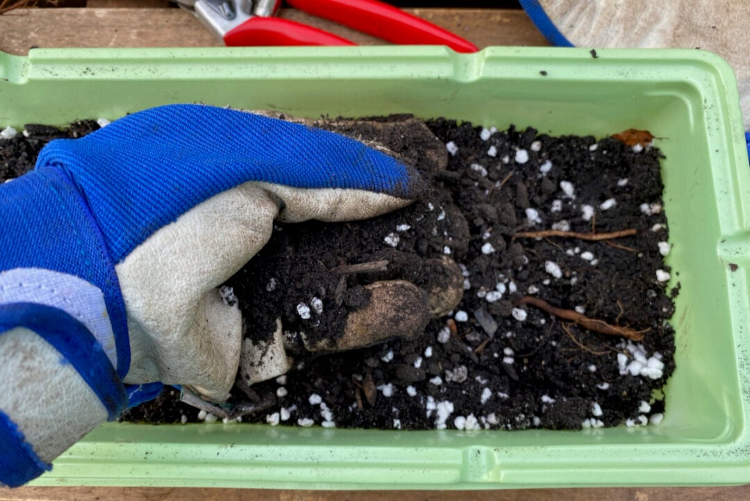 45 Plants To Propagate From Root Cuttings In Winter - Super Easy Method