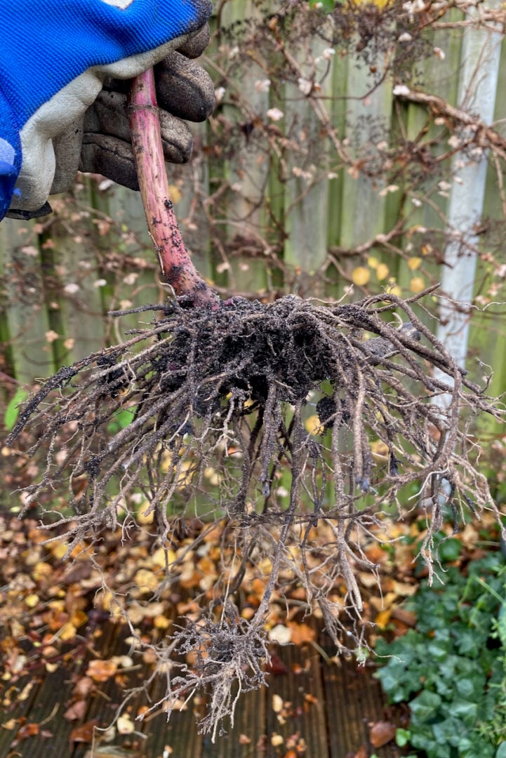 45 Plants To Propagate From Root Cuttings In Winter - Super Easy Method