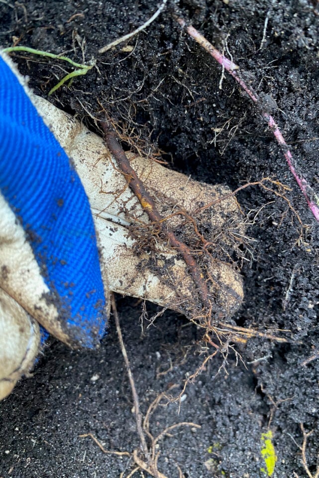 45 Plants To Propagate From Root Cuttings In Winter - Super Easy Method