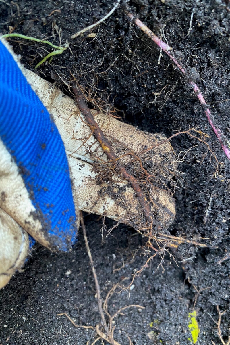 45 Plants To Propagate From Root Cuttings In Winter - Super Easy Method