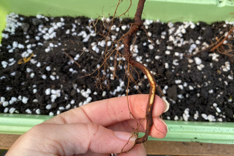 45 Plants To Propagate From Root Cuttings In Winter - Super Easy Method
