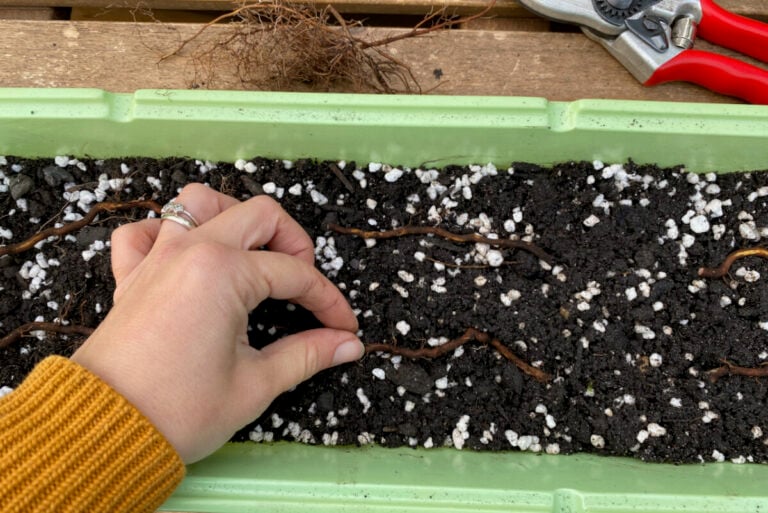 45 Plants To Propagate From Root Cuttings In Winter - Super Easy Method