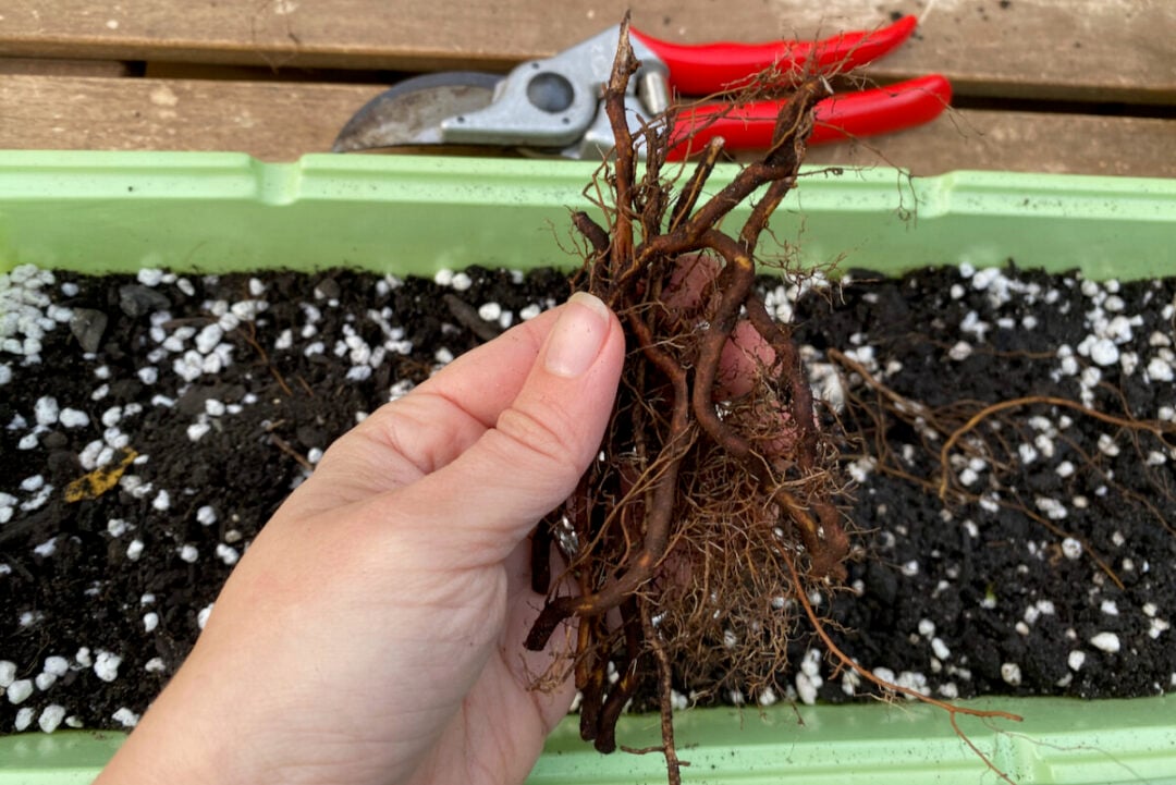45 Plants To Propagate From Root Cuttings In Winter - Super Easy Method