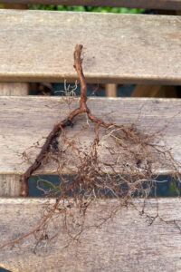 45 Plants To Propagate From Root Cuttings In Winter - Super Easy Method