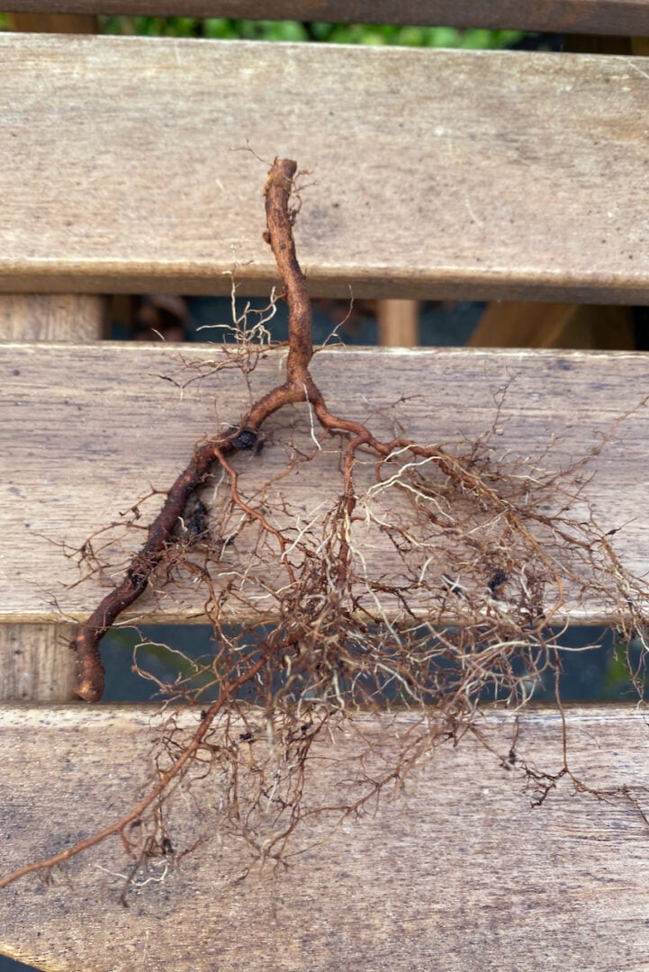 45 Plants To Propagate From Root Cuttings In Winter - Super Easy Method