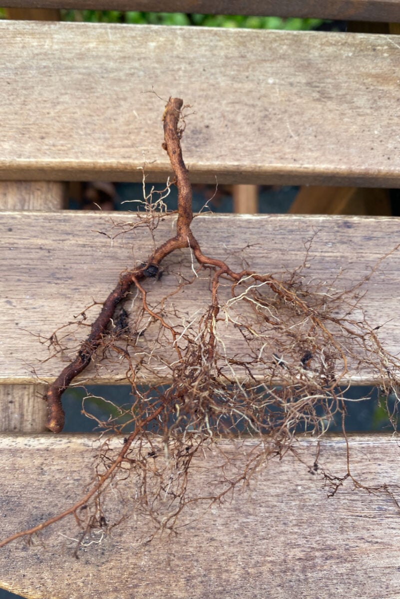 45 Plants To Propagate From Root Cuttings In Winter - Super Easy Method