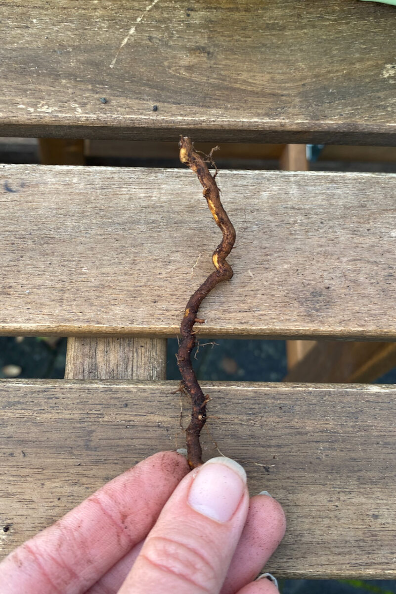 45 Plants To Propagate From Root Cuttings In Winter - Super Easy Method