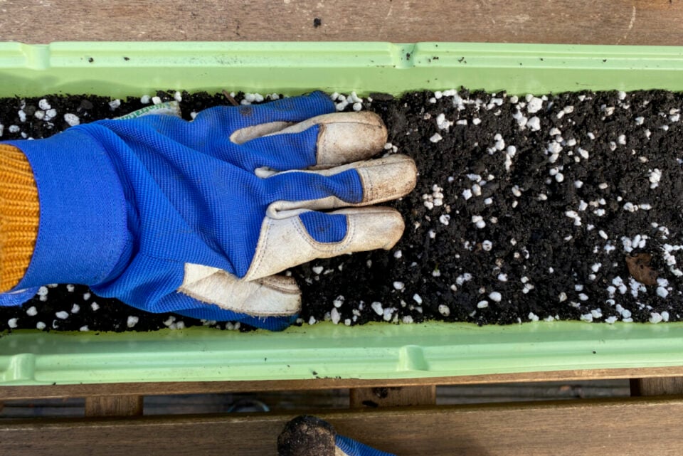 45 Plants To Propagate From Root Cuttings In Winter - Super Easy Method