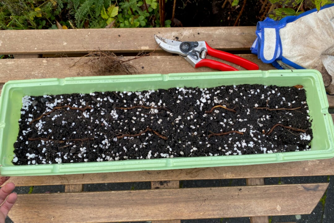 45 Plants To Propagate From Root Cuttings In Winter - Super Easy Method