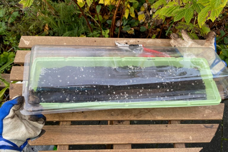 45 Plants To Propagate From Root Cuttings In Winter - Super Easy Method