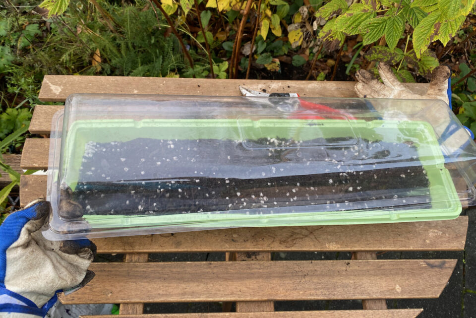 45 Plants To Propagate From Root Cuttings In Winter - Super Easy Method