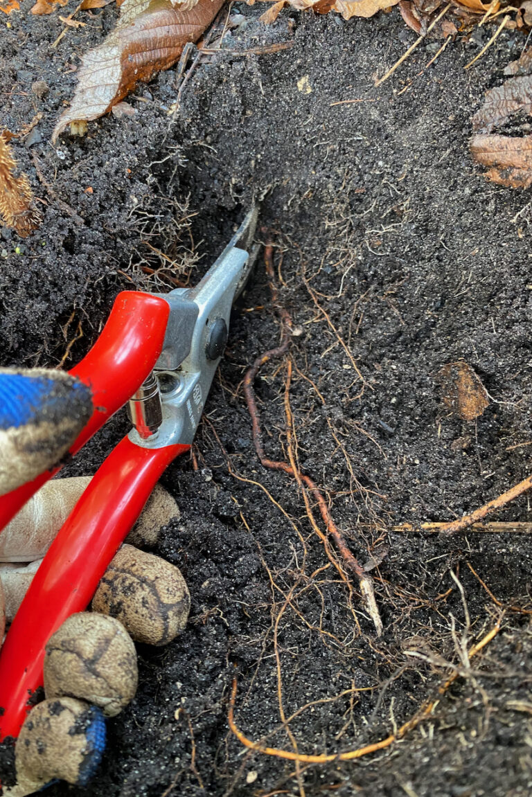 45 Plants To Propagate From Root Cuttings In Winter - Super Easy Method