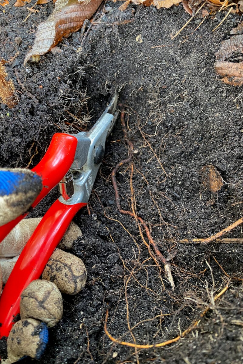 45 Plants To Propagate From Root Cuttings In Winter - Super Easy Method