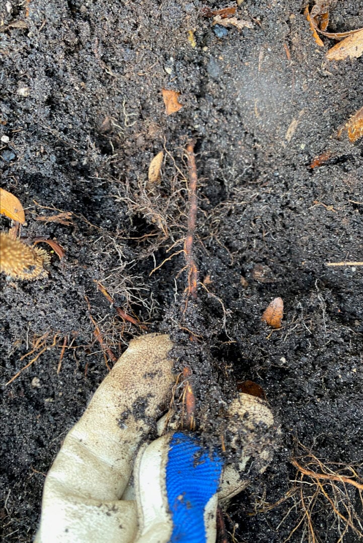 45 Plants To Propagate From Root Cuttings In Winter - Super Easy Method