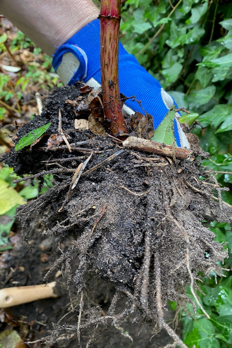 45 Plants To Propagate From Root Cuttings In Winter - Super Easy Method