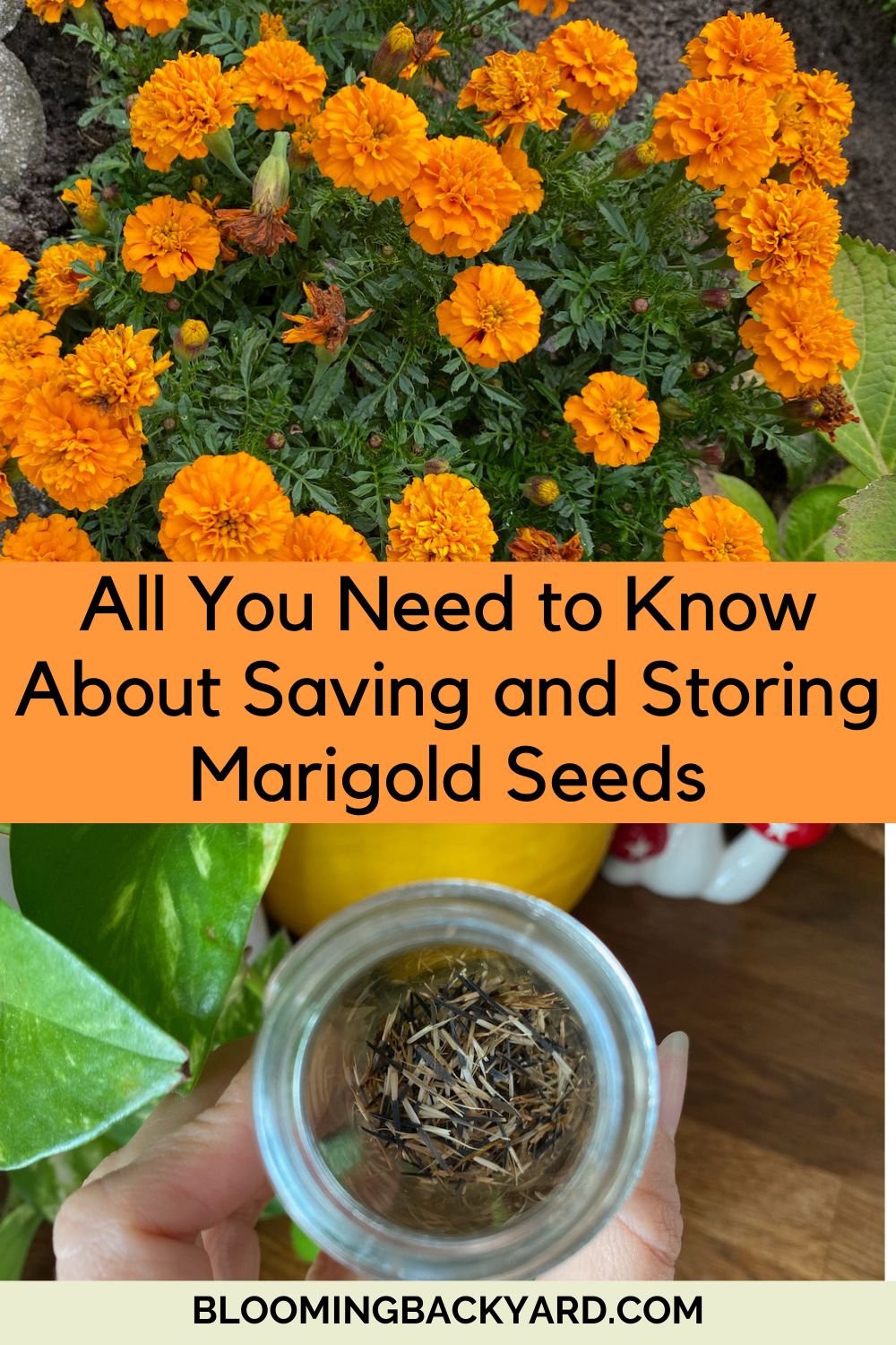 How To Easily Save & Store Marigold Seeds For Planting Next Year