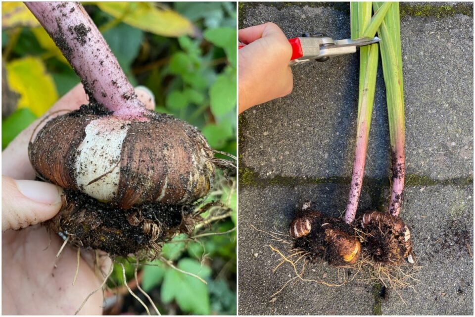 How to Lift and Store Gladioli Bulbs for the Winter