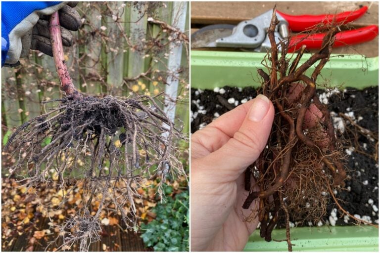 45 Plants To Propagate From Root Cuttings In Winter - Super Easy Method