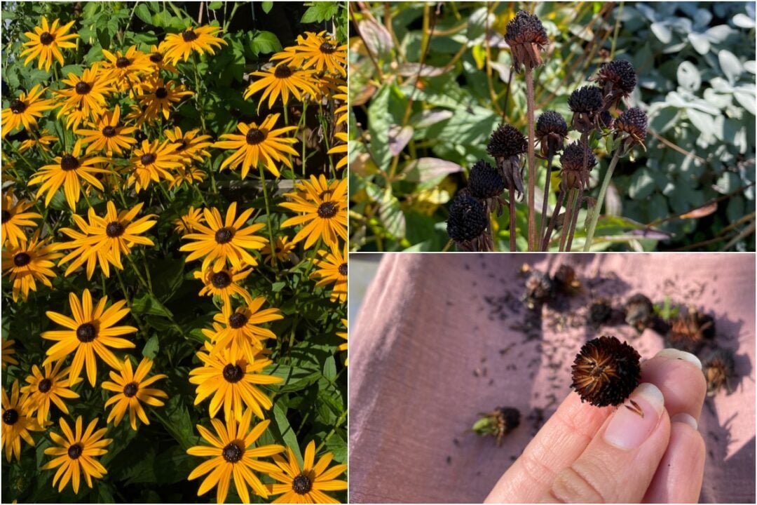 3 Things You Need To Know Before Saving Black-Eyed Susan Seeds
