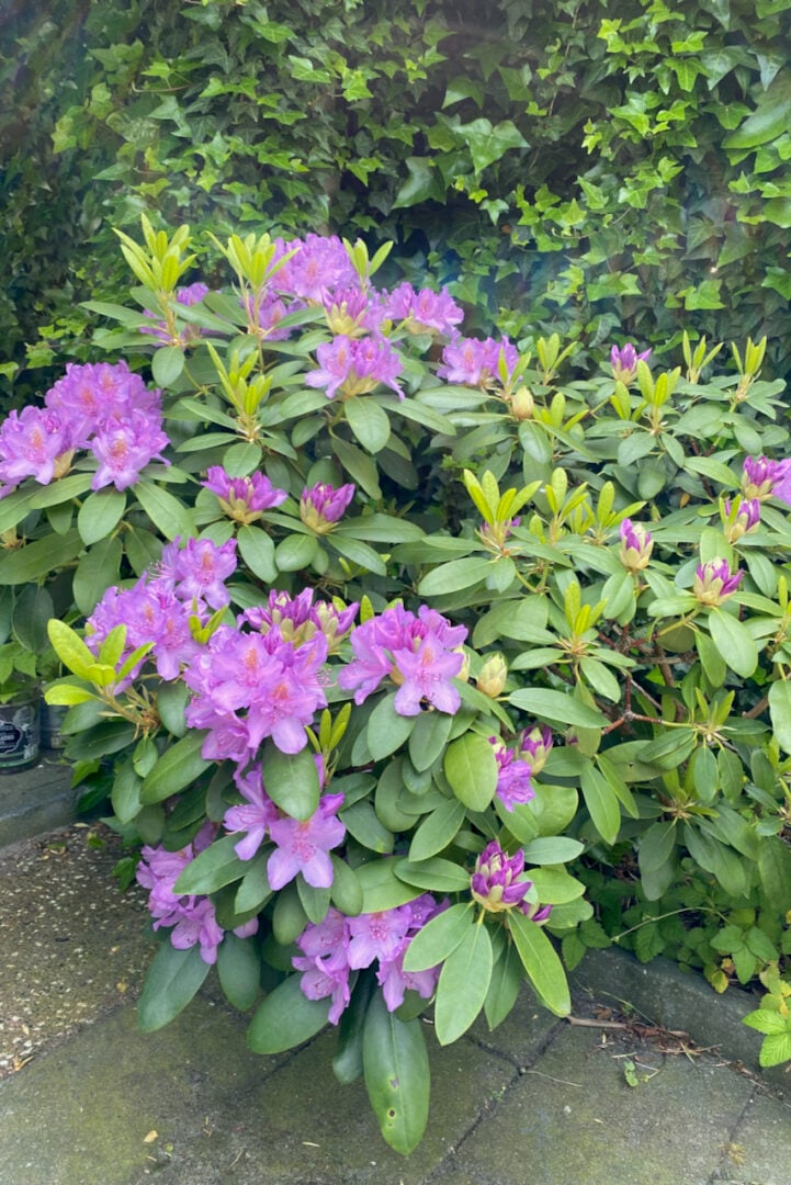 My Rhododendrons Fainted! Why Rhododendron Leaves Curl In Winter