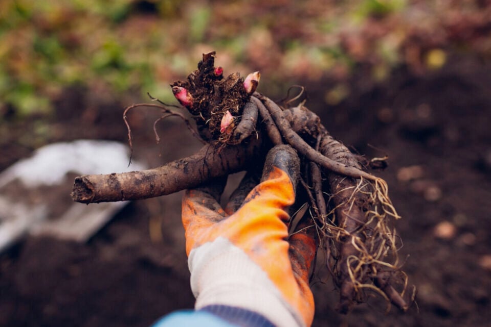 How To Plant a Peony Step-by-Step (& The Big Mistake To Avoid)