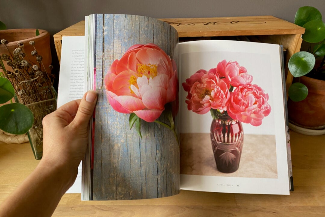 How To Plant a Peony Step-by-Step (& The Big Mistake To Avoid)