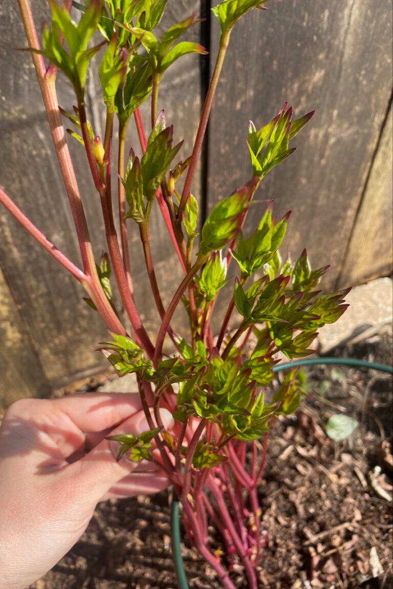 How To Plant a Peony Step-by-Step (& The Big Mistake To Avoid)