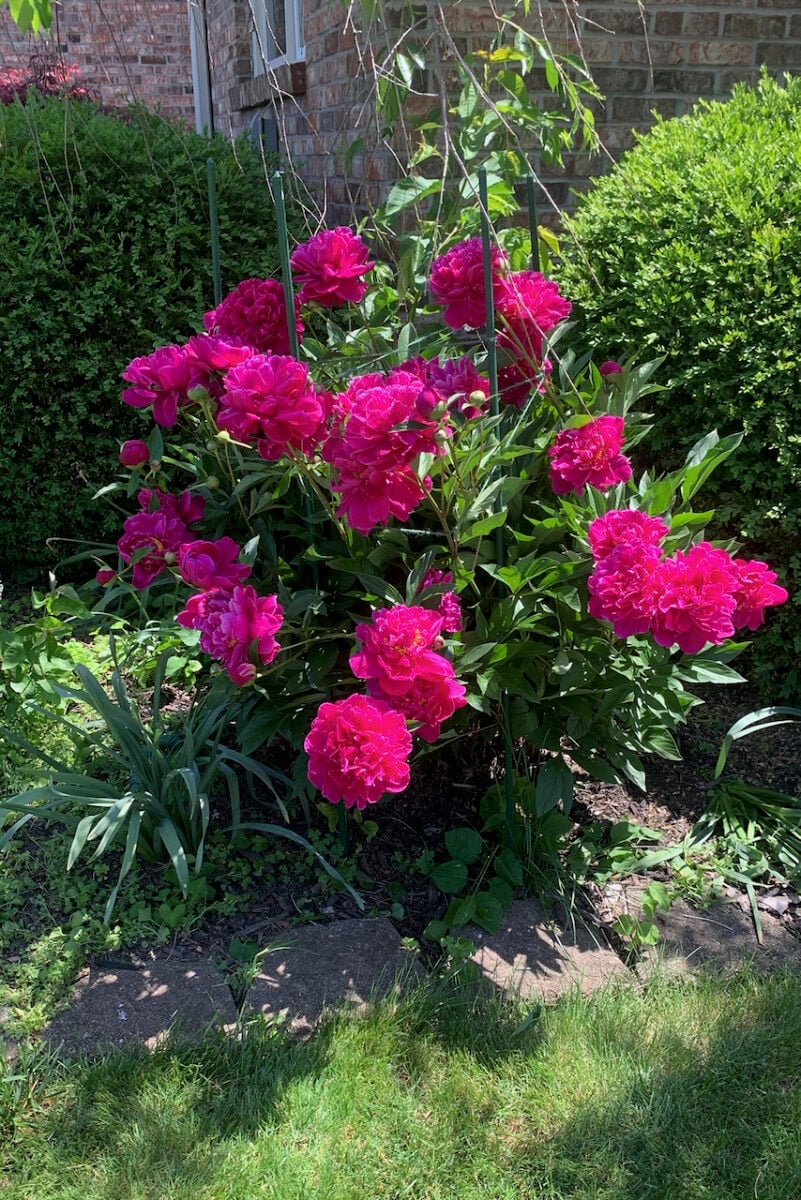How To Plant a Peony Step-by-Step (& The Big Mistake To Avoid)