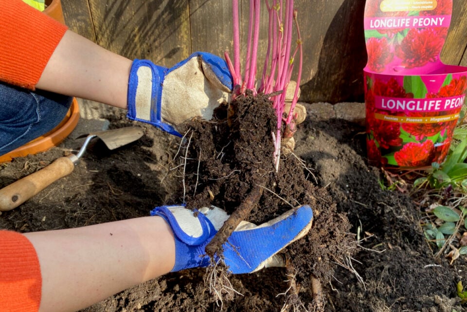 How To Plant a Peony Step-by-Step (& The Big Mistake To Avoid)