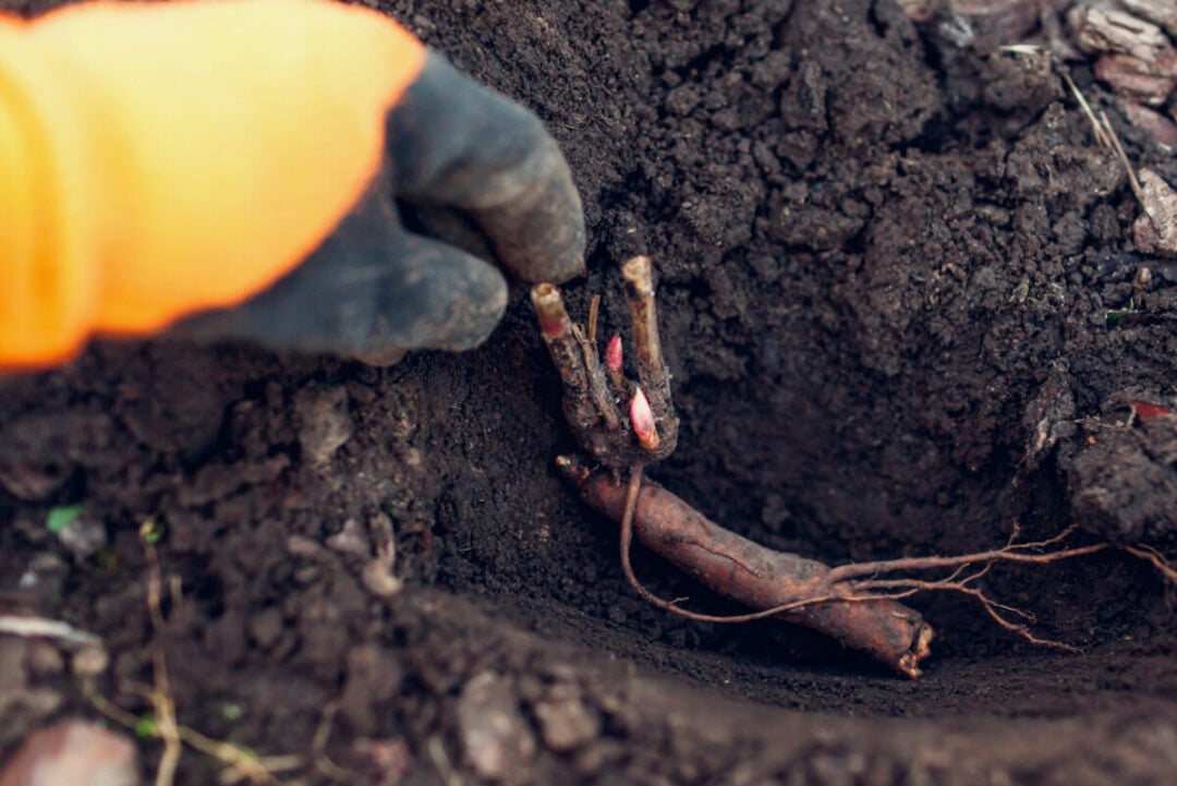 How To Plant a Peony Step-by-Step (& The Big Mistake To Avoid)
