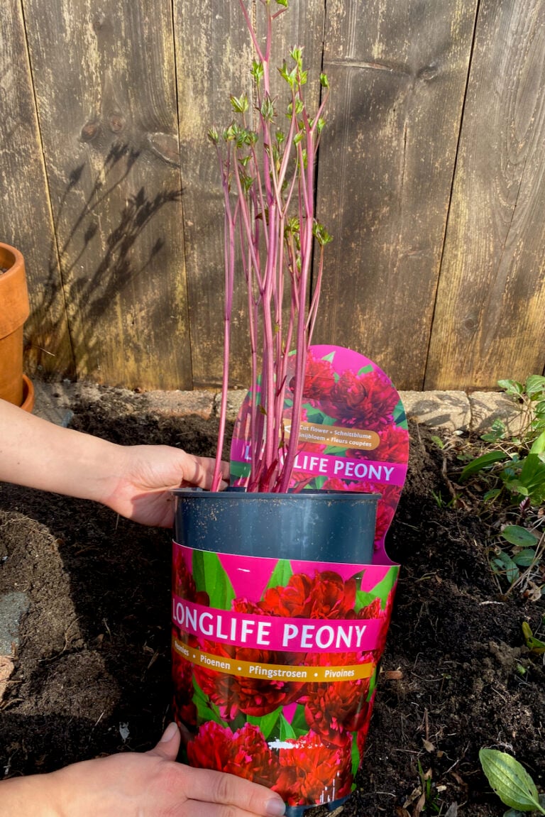 How To Plant a Peony Step-by-Step (& The Big Mistake To Avoid)