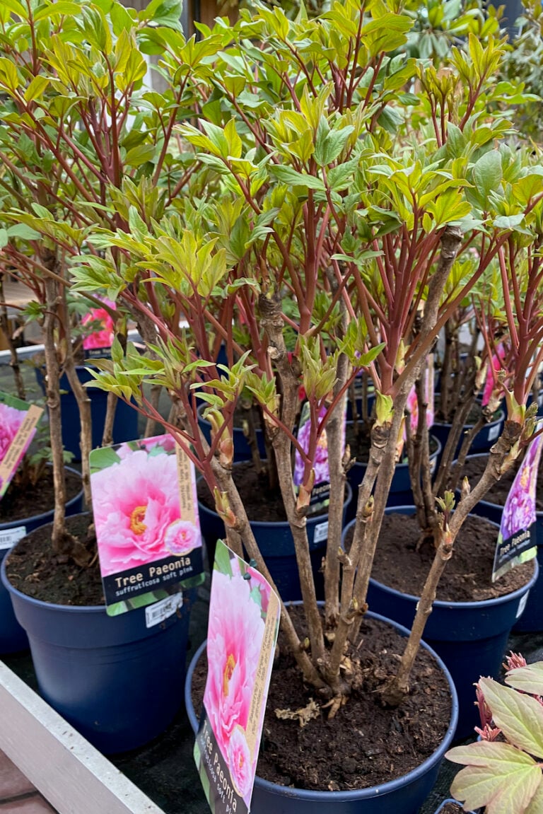 How To Plant a Peony Step-by-Step (& The Big Mistake To Avoid)