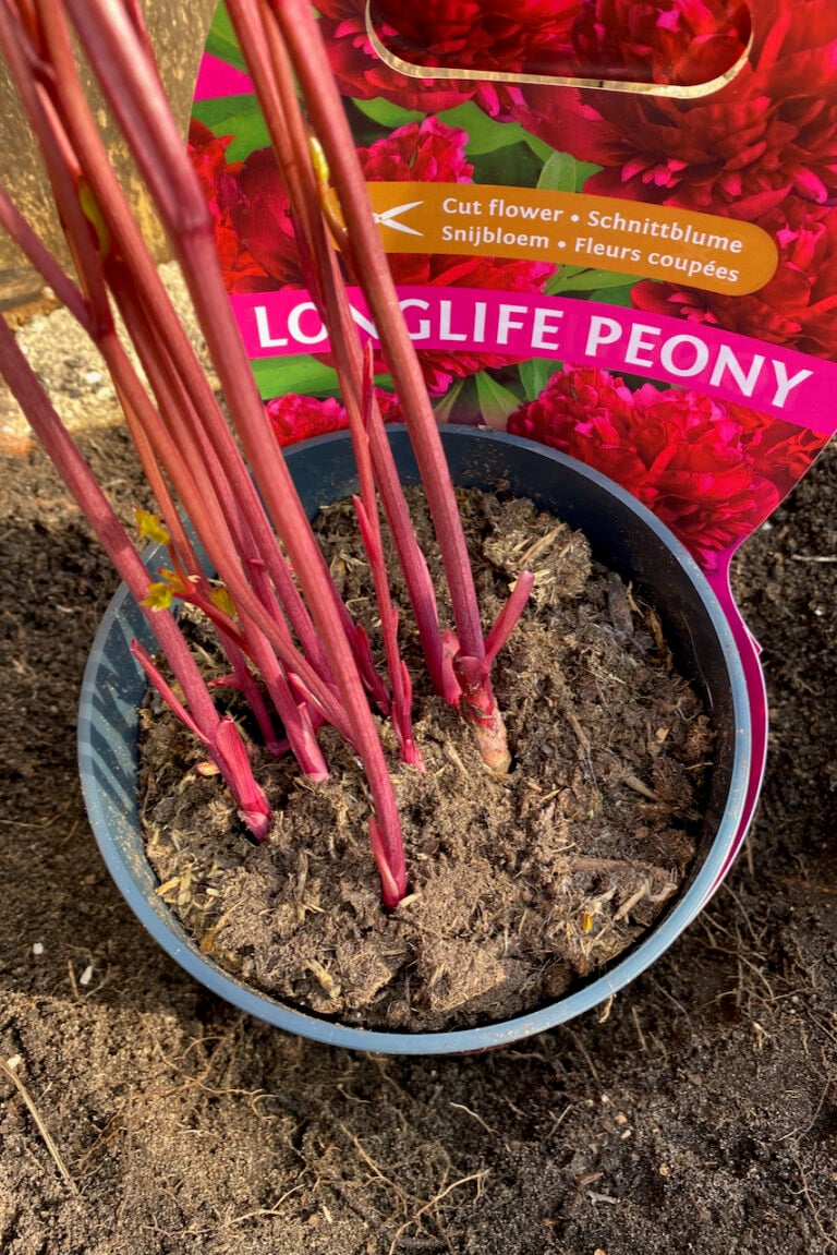 How To Plant a Peony Step-by-Step (& The Big Mistake To Avoid)