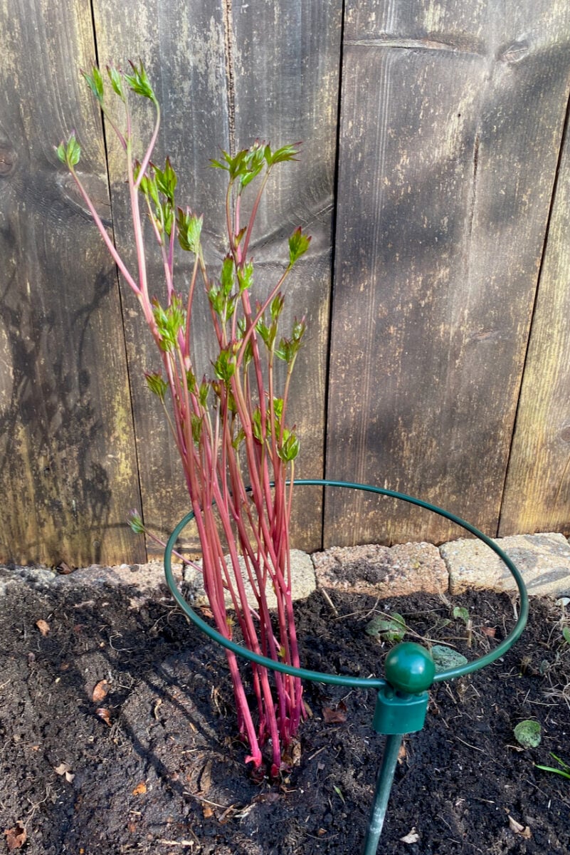 How To Plant a Peony Step-by-Step (& The Big Mistake To Avoid)