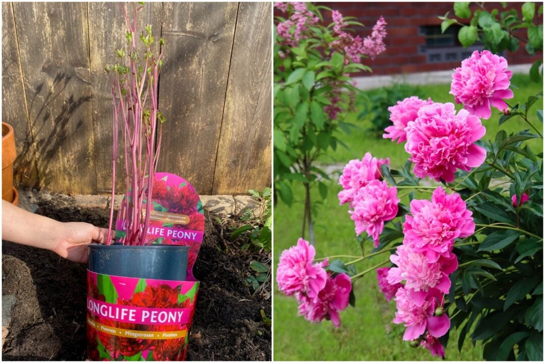 How To Plant a Peony Step-by-Step (& The Big Mistake To Avoid)