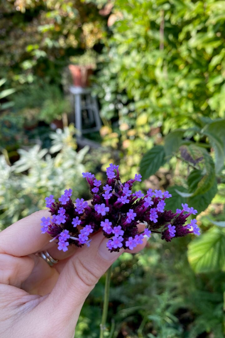 6 Things You Need To Know About Growing Verbena Bonariensis