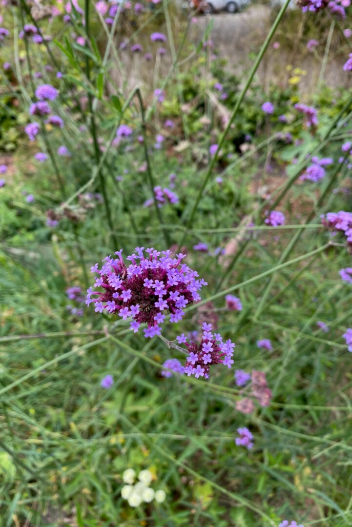6 Things You Need To Know About Growing Verbena Bonariensis