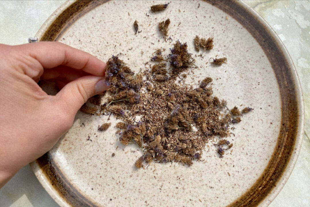 6 Things You Need To Know About Growing Verbena Bonariensis