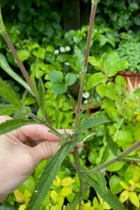 6 Things You Need To Know About Growing Verbena Bonariensis