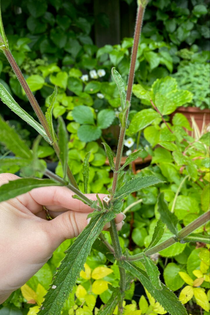 6 Things You Need To Know About Growing Verbena Bonariensis