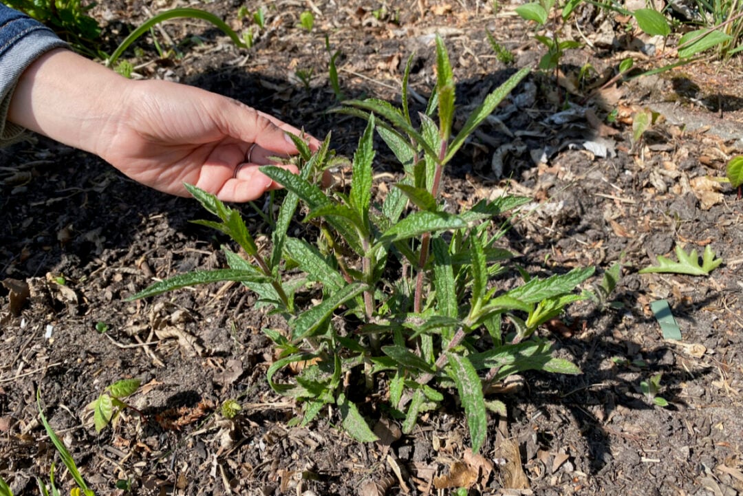 6 Things You Need To Know About Growing Verbena Bonariensis