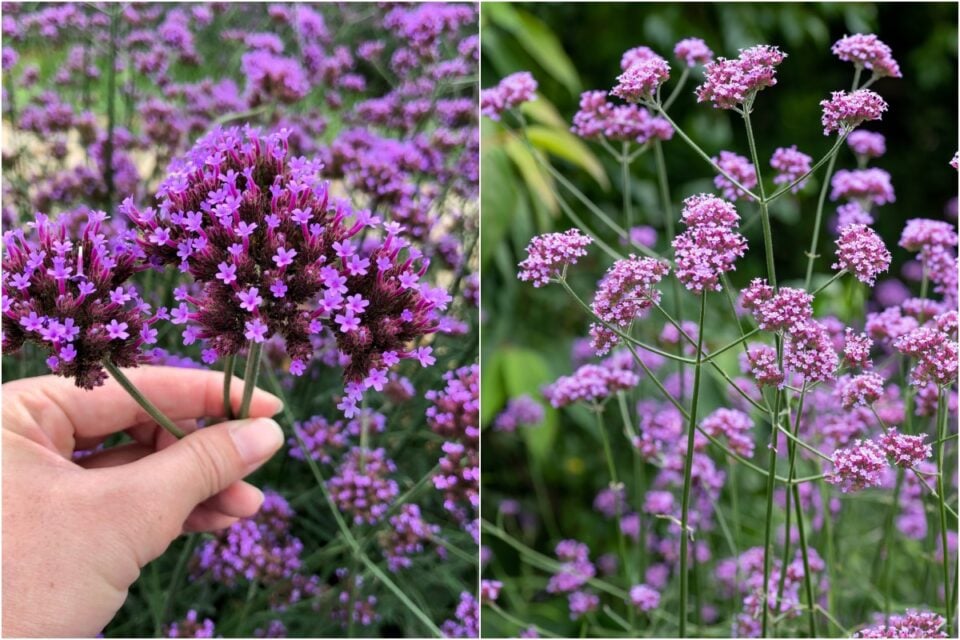 6 Things You Need To Know About Growing Verbena Bonariensis