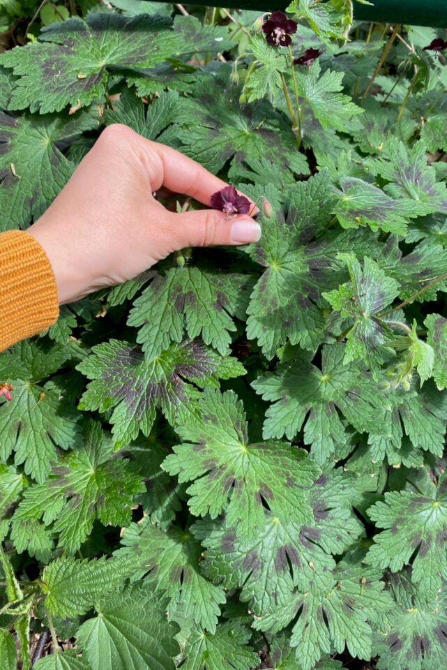 5 Secrets for Hardy Geraniums That Will Bloom All Summer Long