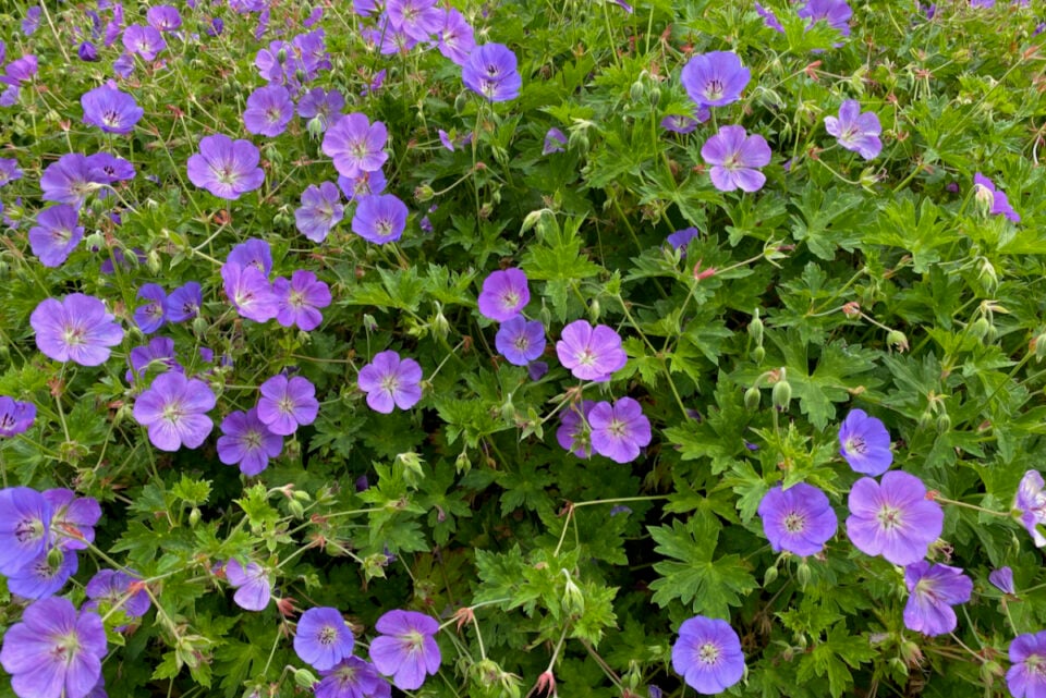 5 Secrets for Hardy Geraniums That Will Bloom All Summer Long