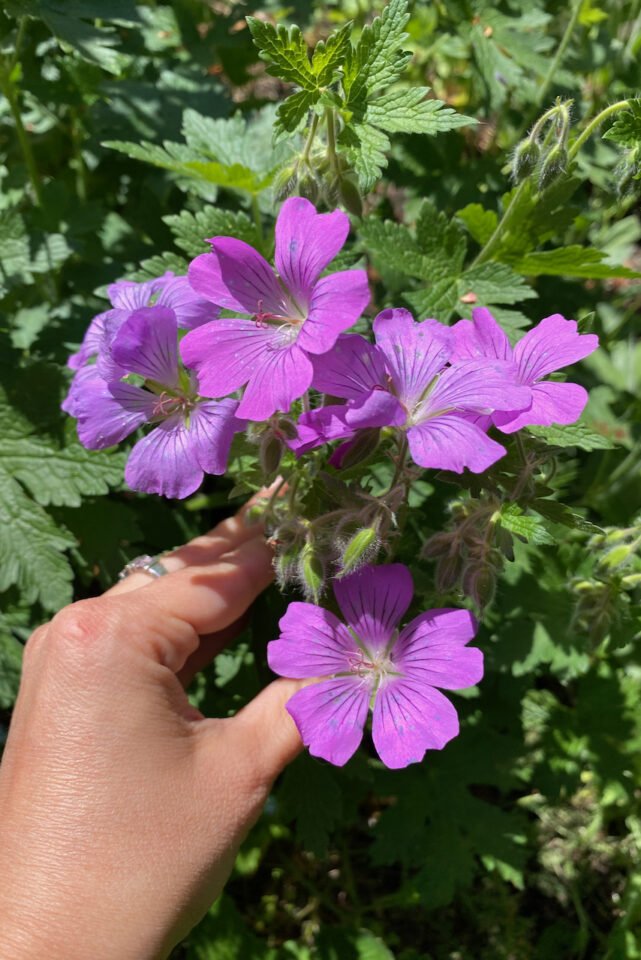 5 Secrets for Hardy Geraniums That Will Bloom All Summer Long