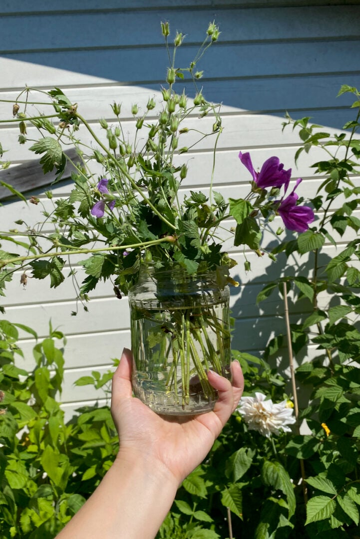 5 Secrets for Hardy Geraniums That Will Bloom All Summer Long