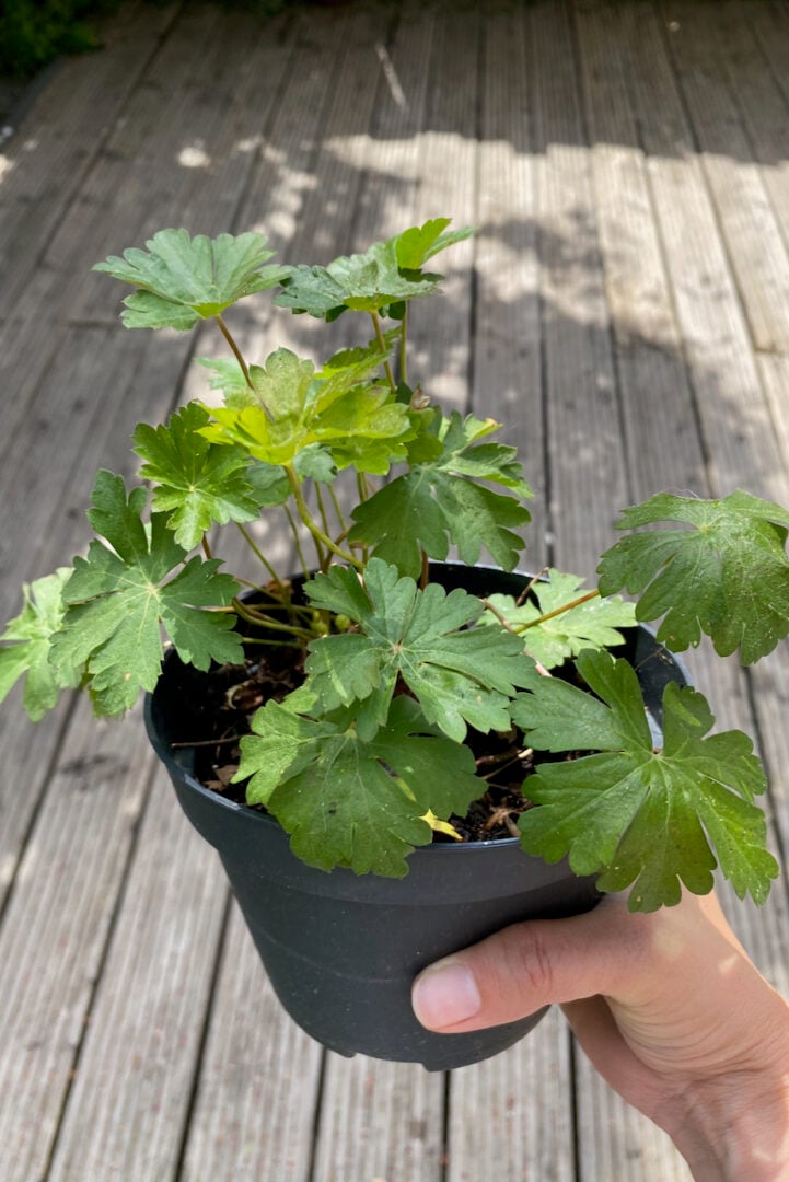 5 Secrets for Hardy Geraniums That Will Bloom All Summer Long